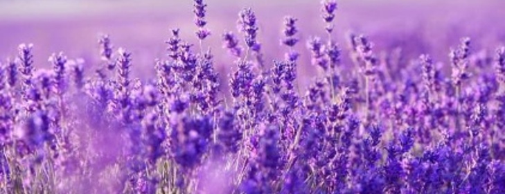 Fler BLOG | Zlatokopky / Tvoříme na téma barva: Fialová