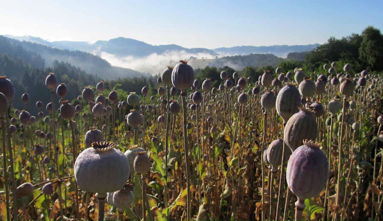 Můj kreativní svět: Makový svět / Fler MAG